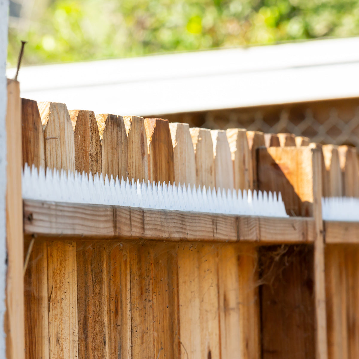 Repair Rodent Spikes After Storms Easily – BUGGOFF